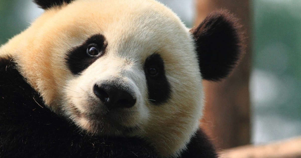 Wie schützt der WWF den Panda und andere gefährdete Arten? | Helvetic Care